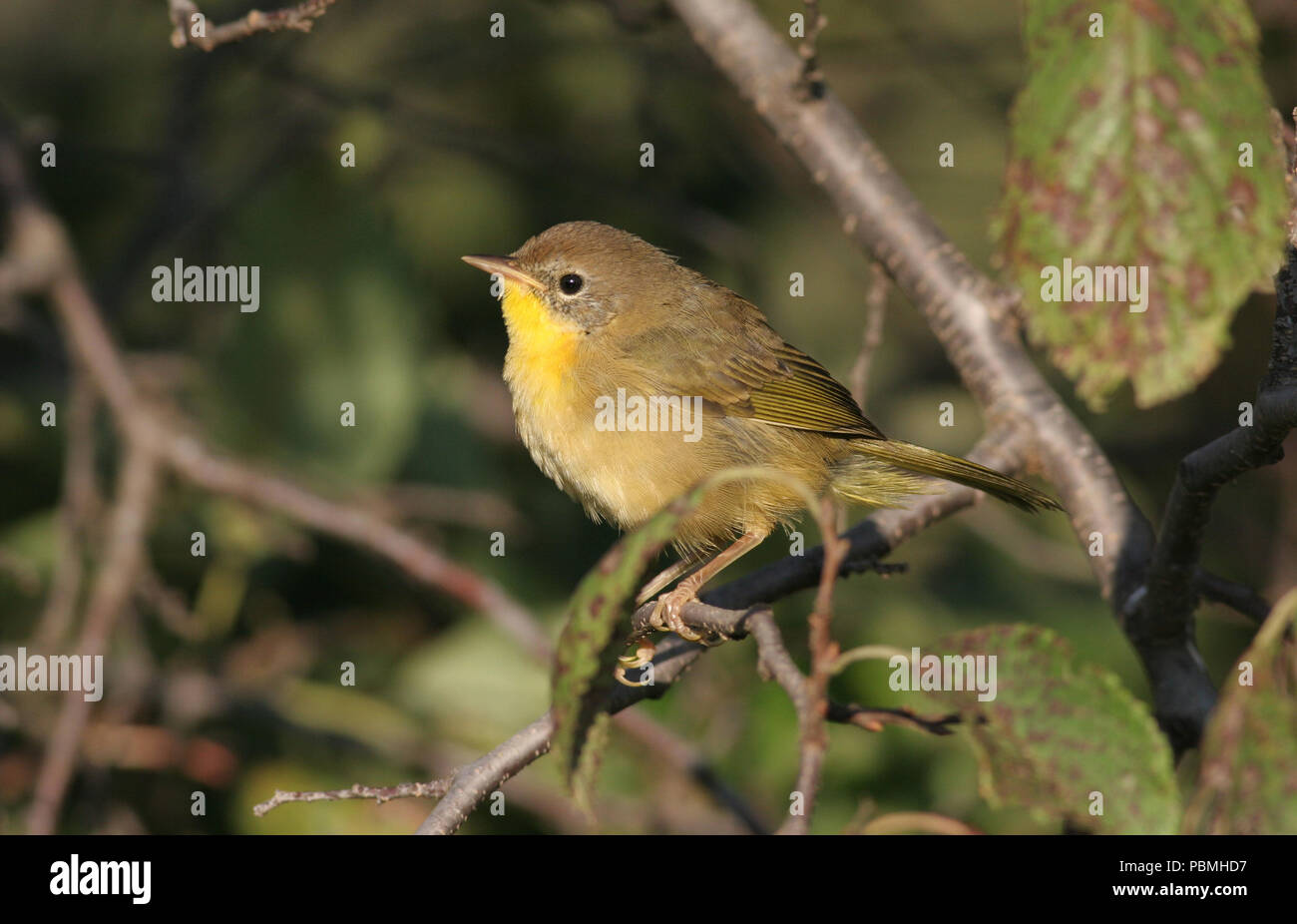Common yellowthroat female bird hi-res stock photography and images - Alamy