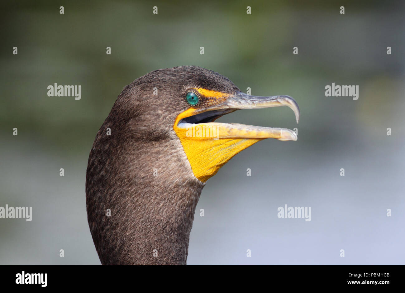 Cormorant eye hi-res stock photography and images - Alamy