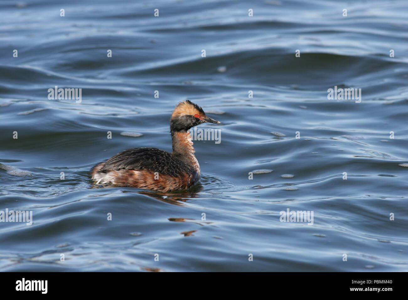 Podiceps auritus hi-res stock photography and images - Alamy