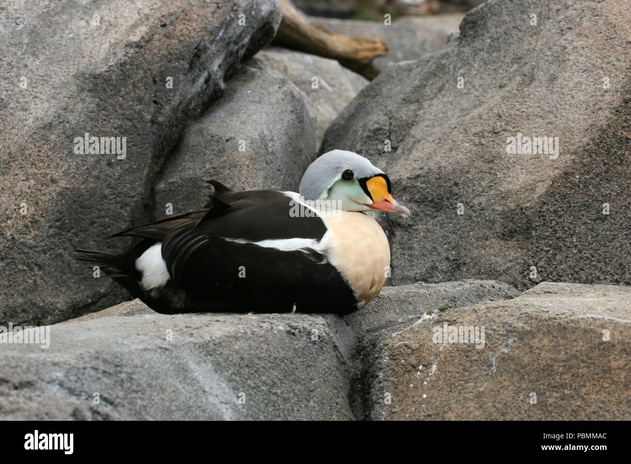 Sea life center hi-res stock photography and images - Alamy