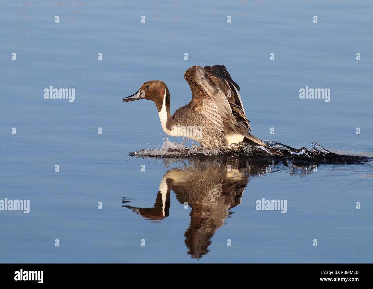 Northern pintail drake flight hi-res stock photography and images - Alamy