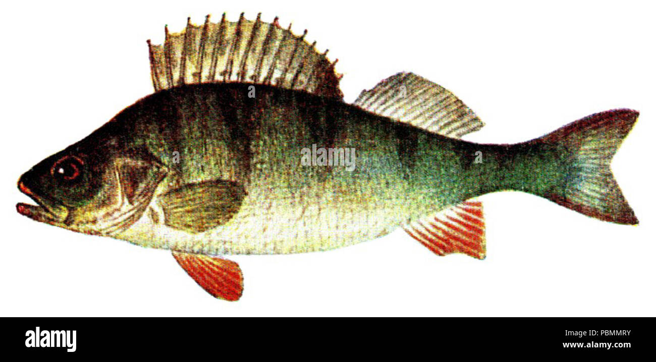 Abborre hi-res stock photography and images - Alamy