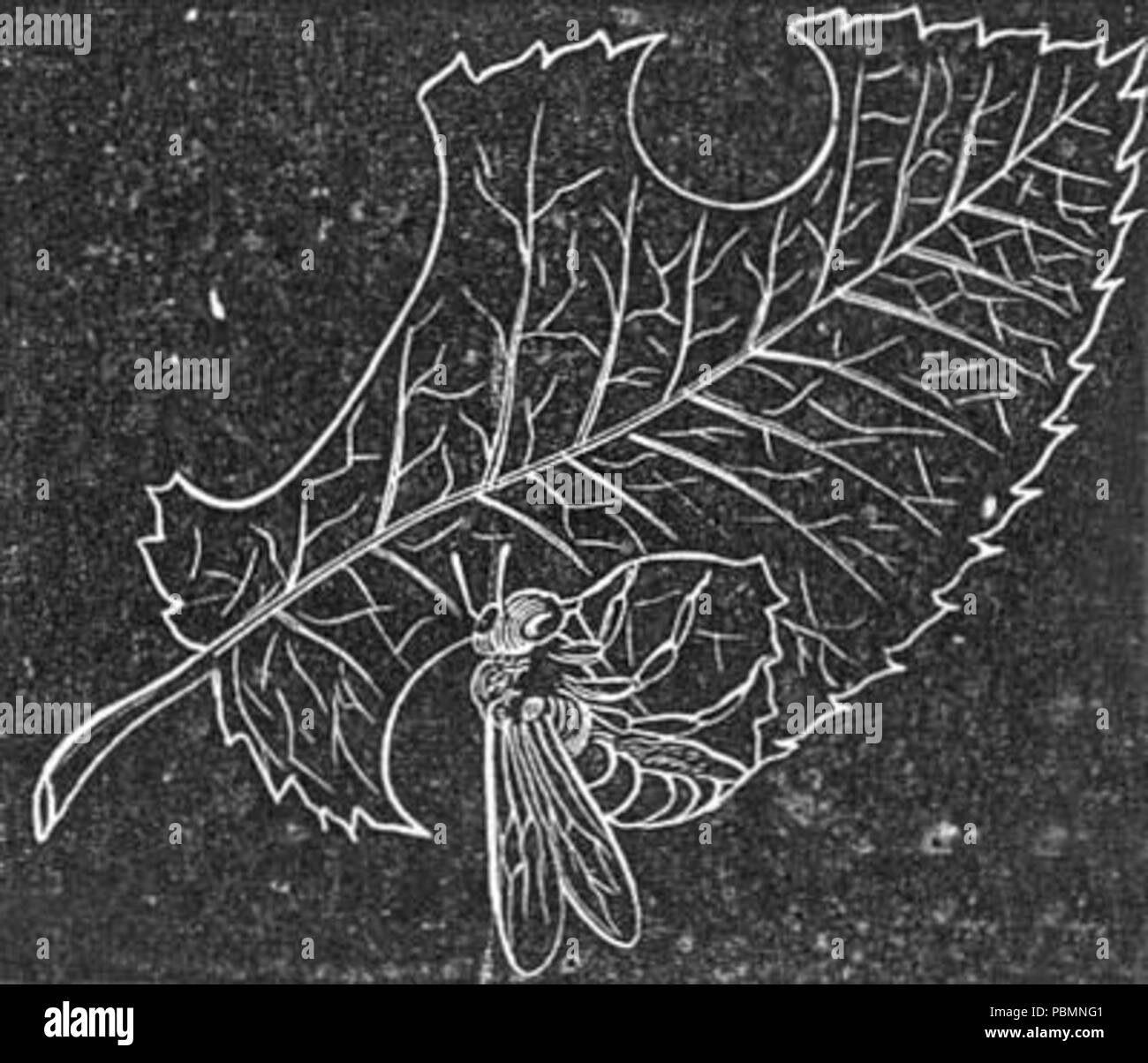 Insect species interaction Black and White Stock Photos & Images - Alamy