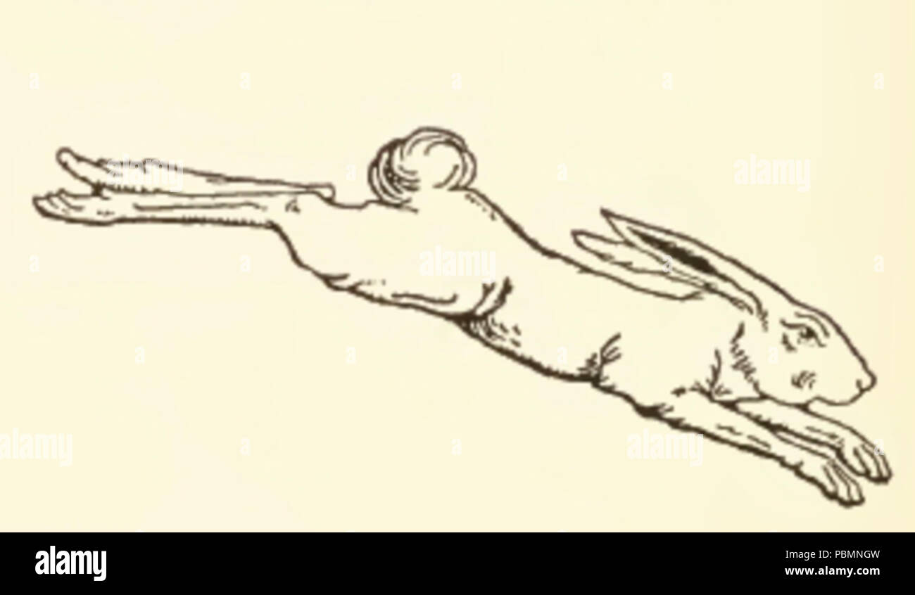 Leaping rabbit hi-res stock photography and images - Alamy