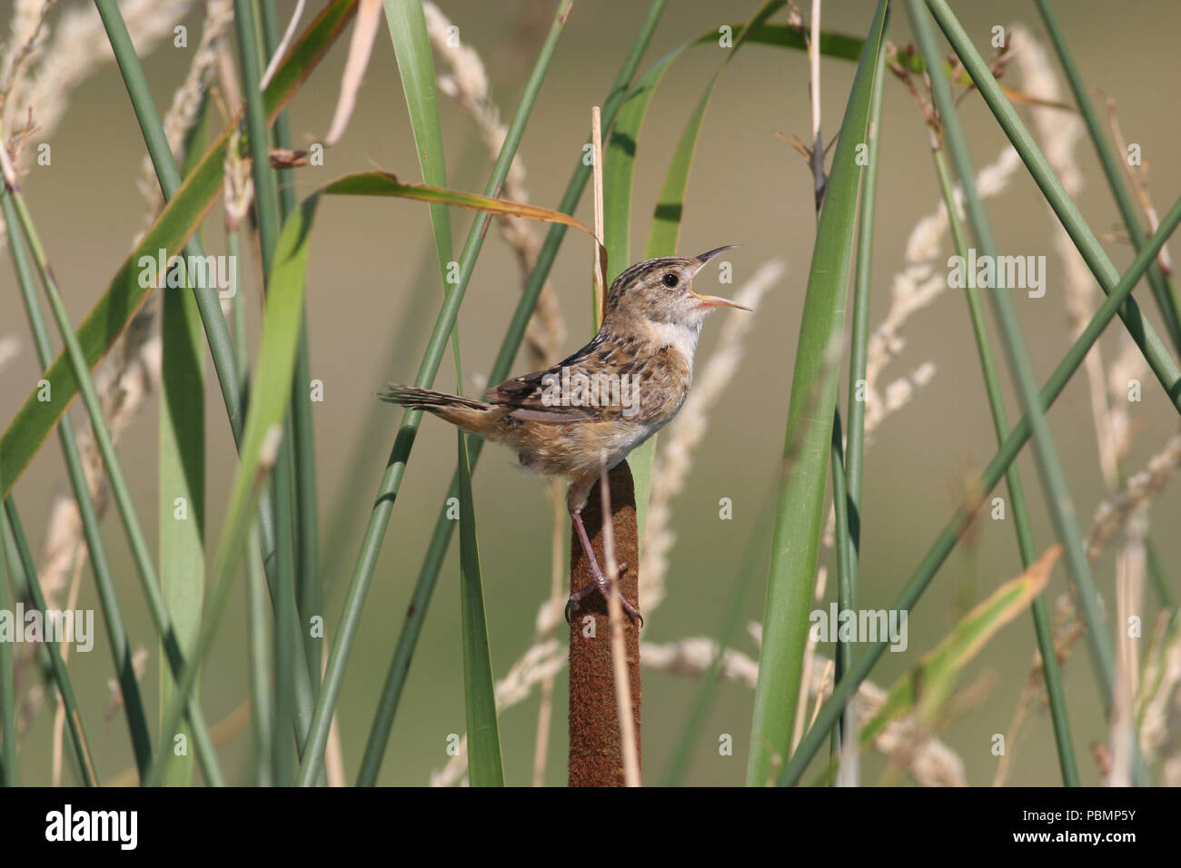 Male marsh wren cistothorus hi-res stock photography and images - Alamy