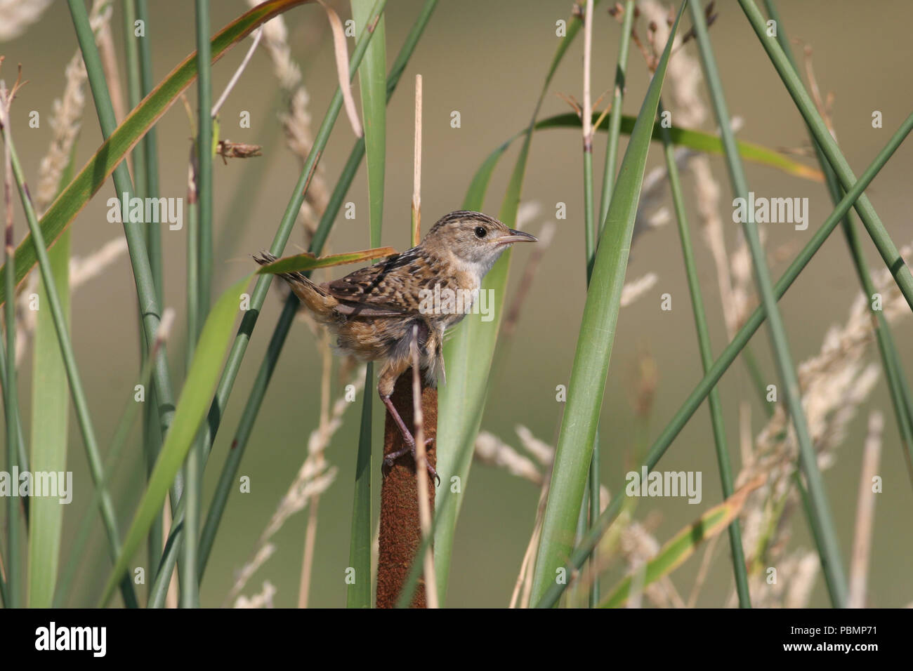 Sedge wren hi-res stock photography and images - Alamy