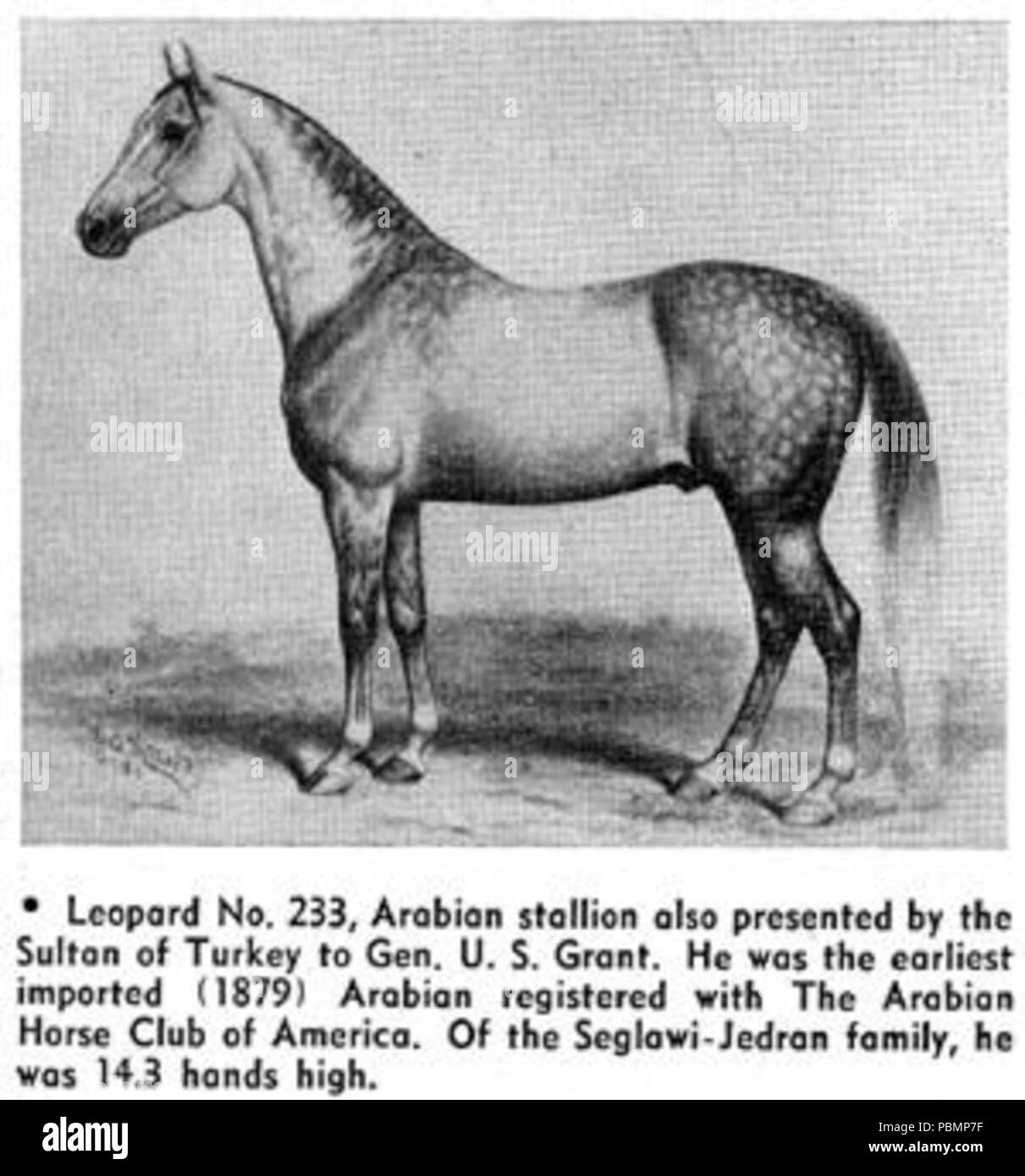 Arabian leopard hi-res stock photography and images - Alamy