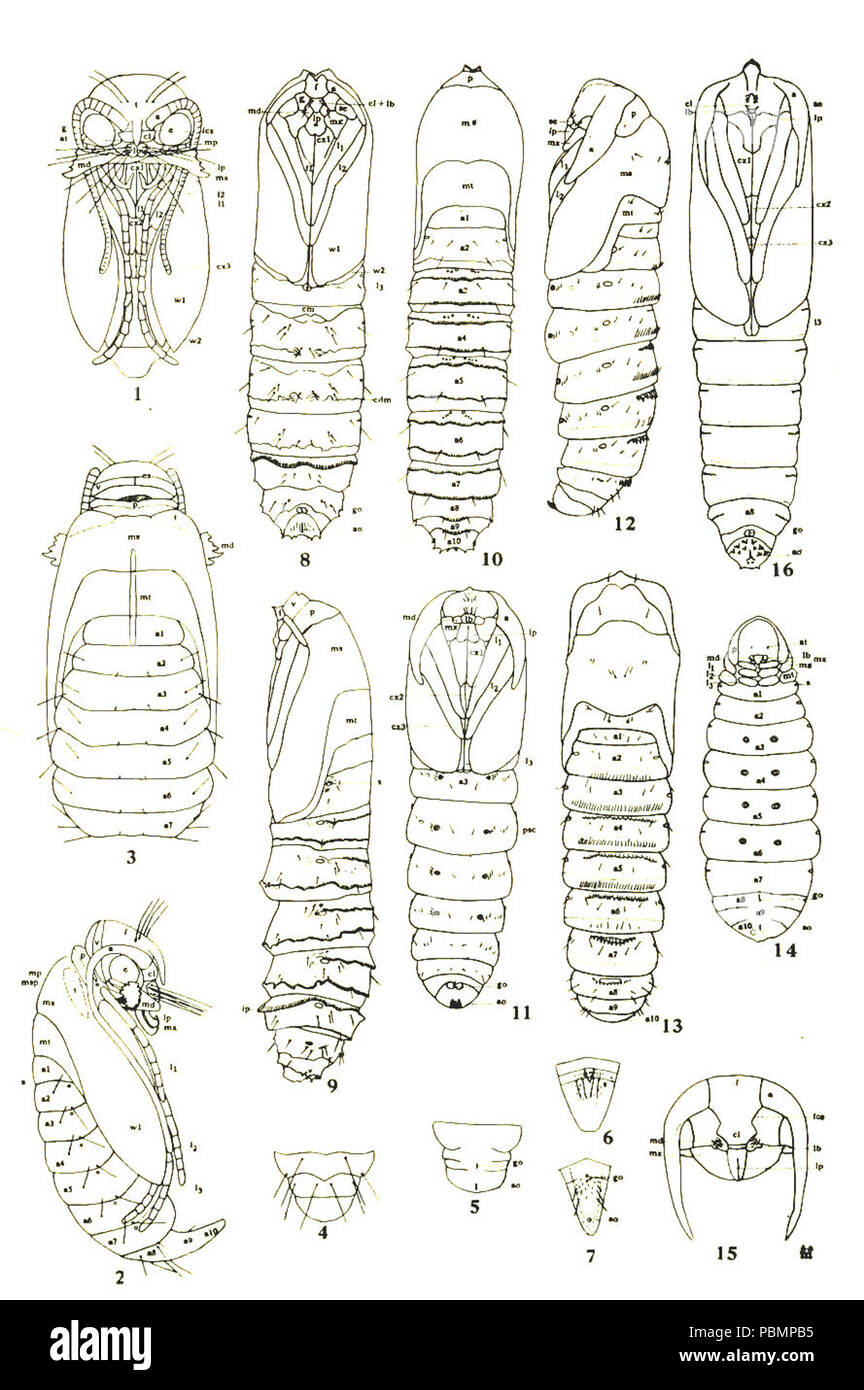 Butterfly pupae Cut Out Stock Images & Pictures - Alamy