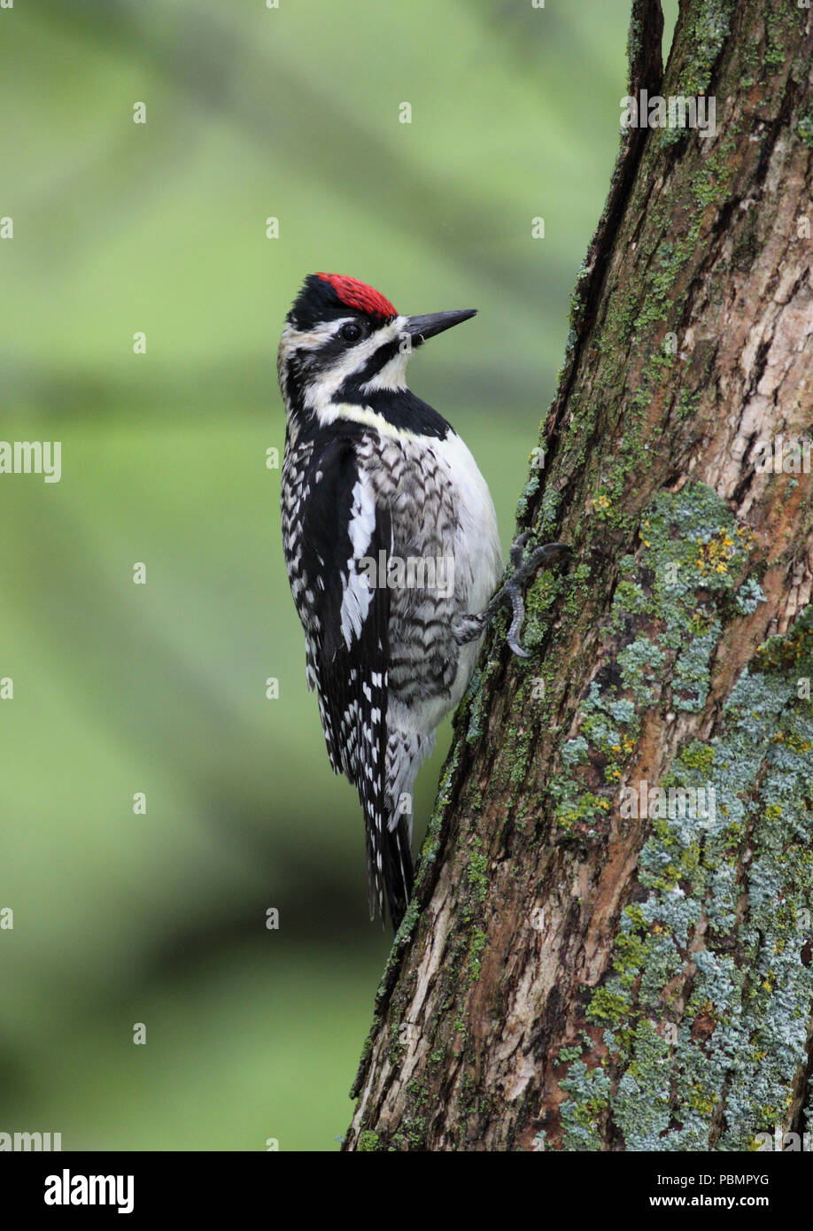 Yellow bellied sapsucker feather hi-res stock photography and images ...