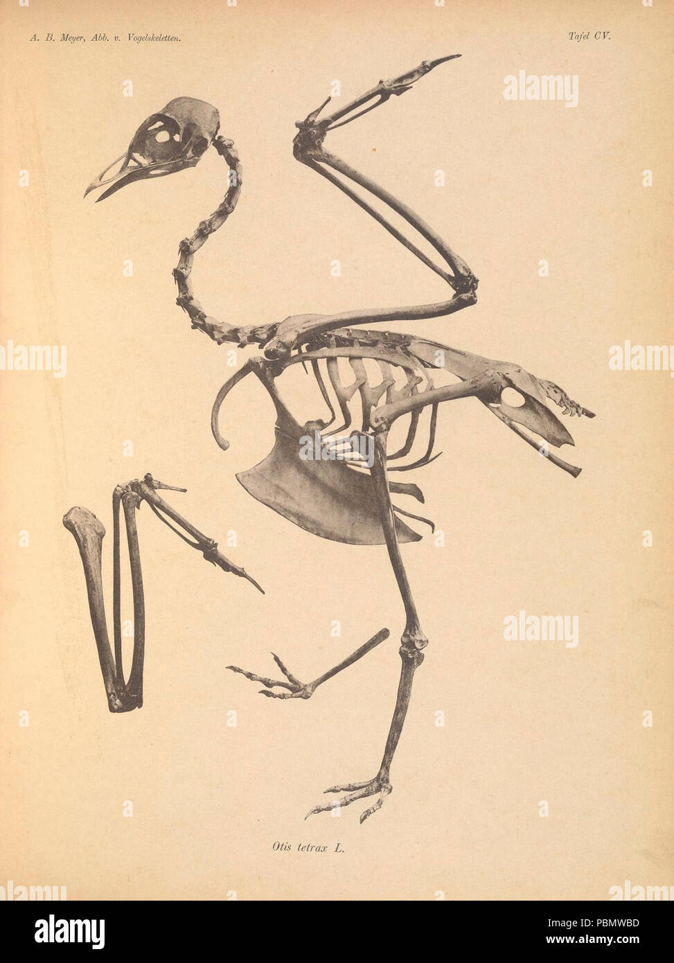 Abbildungen von Vogel-Skeletten, Berlin,[s.n.],1879-1897 Stock Photo ...