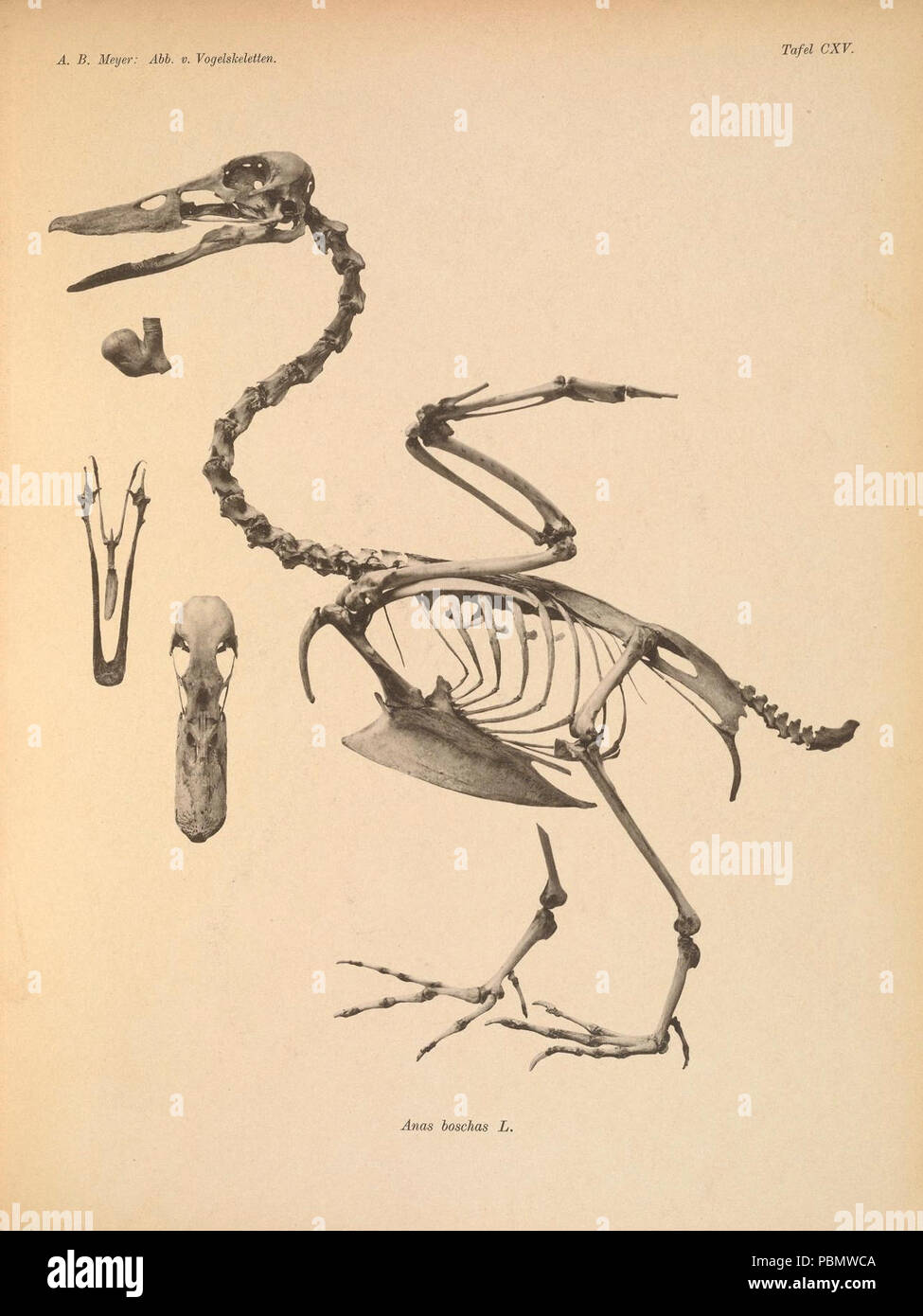 Abbildungen von Vogel-Skeletten, Berlin,[s.n.],1879-1897 Stock Photo ...