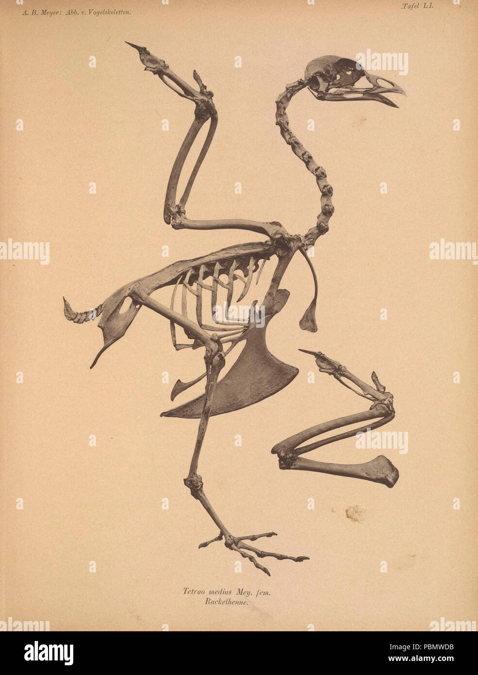 Abbildungen von Vogel-Skeletten, Berlin,[s.n.],1879-1897 Stock Photo ...