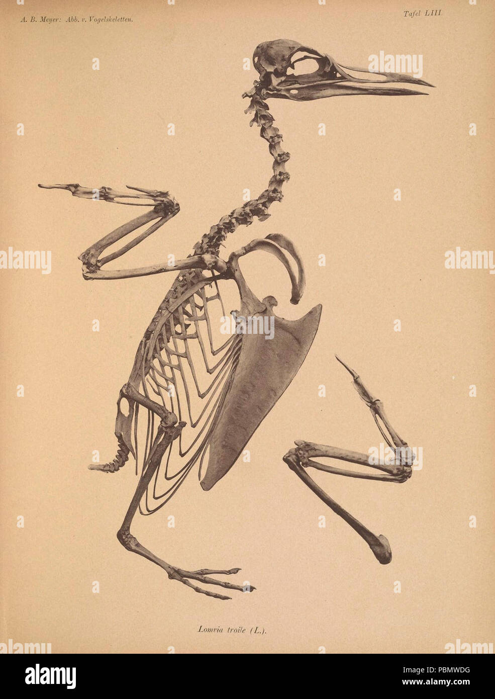 Abbildungen von Vogel-Skeletten, Berlin,[s.n.],1879-1897 Stock Photo ...