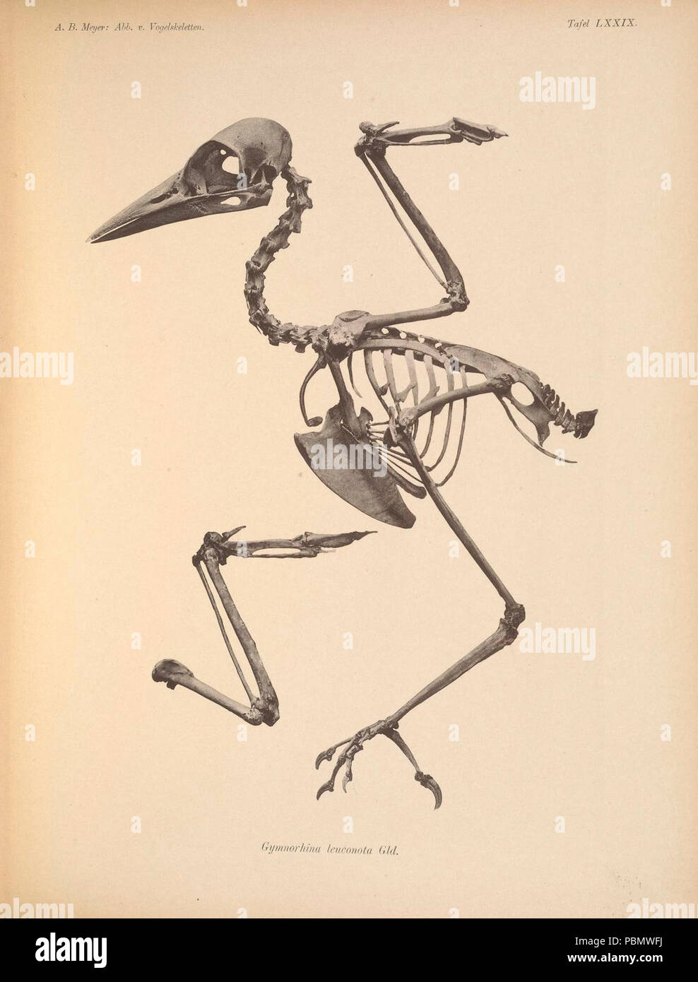 Abbildungen von Vogel-Skeletten, Berlin,[s.n.],1879-1897 Stock Photo ...