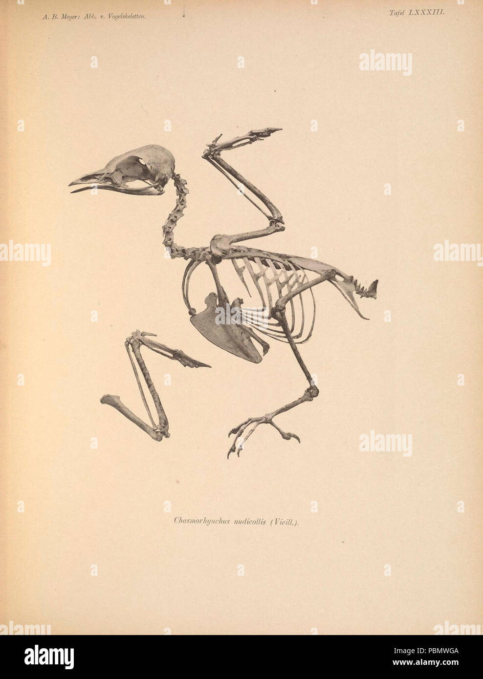 Abbildungen von Vogel-Skeletten, Berlin,[s.n.],1879-1897 Stock Photo ...