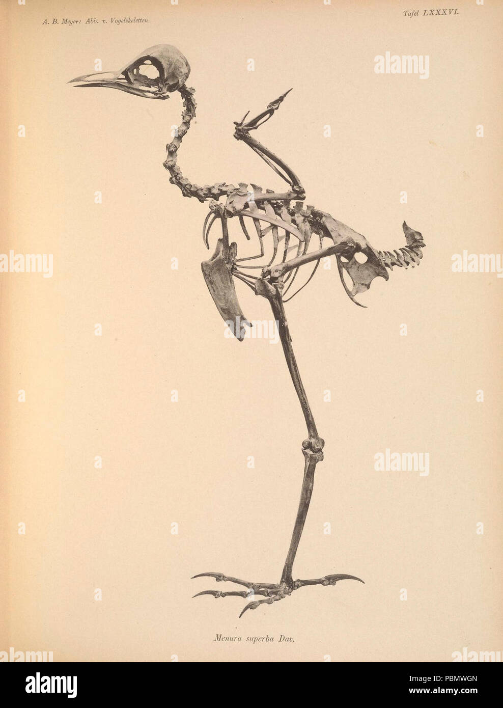 Abbildungen von Vogel-Skeletten, Berlin,[s.n.],1879-1897 Stock Photo ...