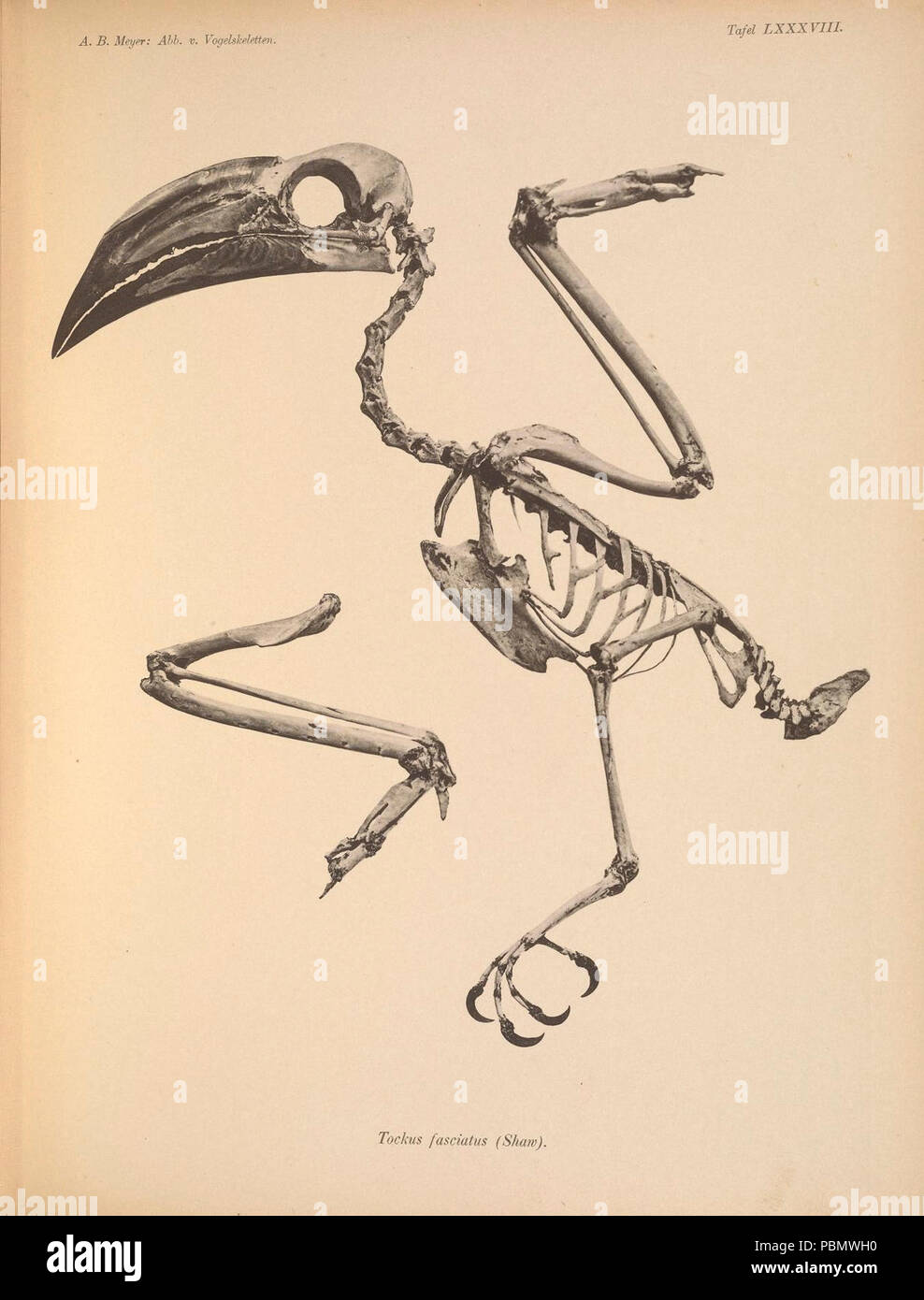 Abbildungen von Vogel-Skeletten, Berlin,[s.n.],1879-1897 Stock Photo ...