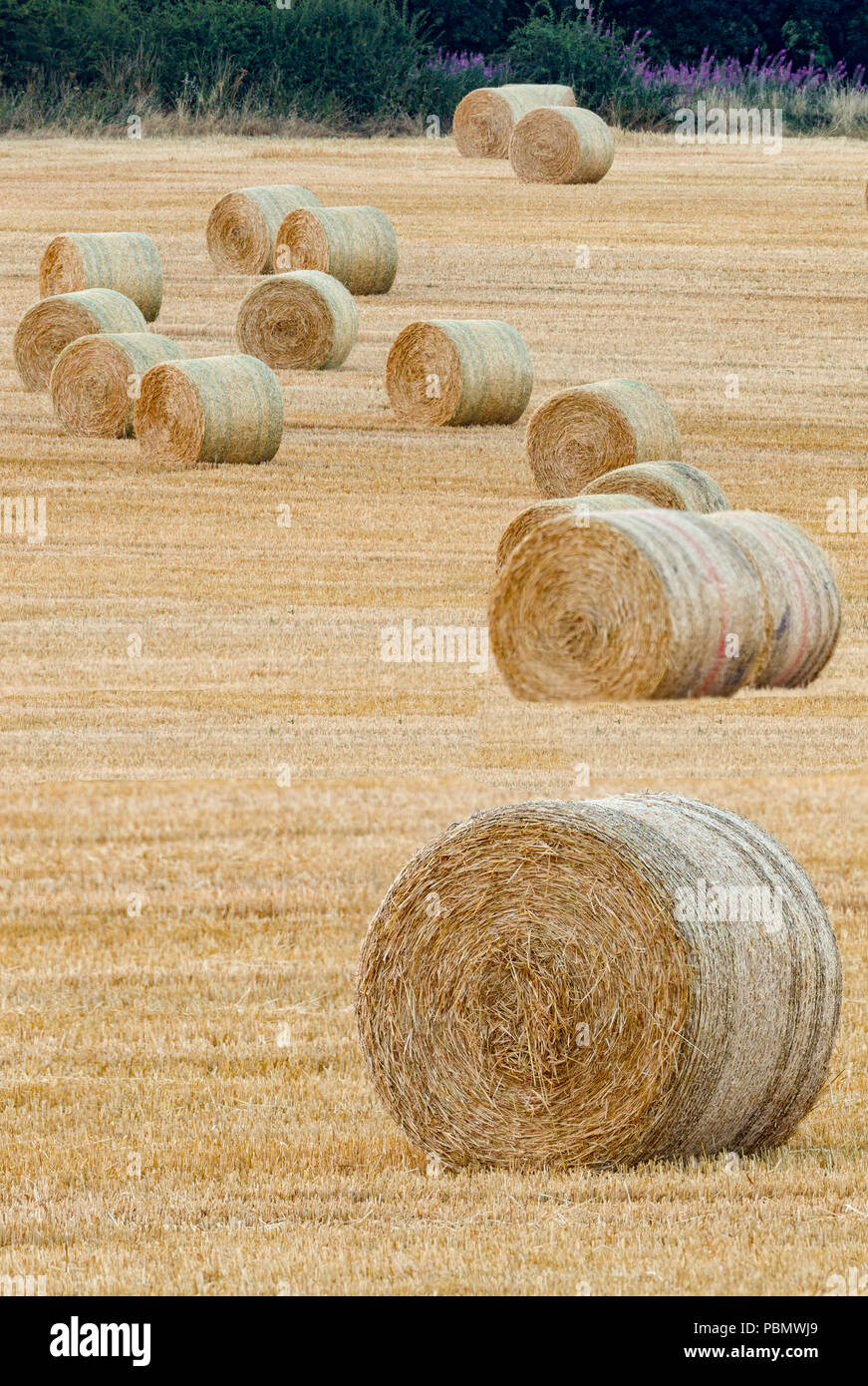 Straw bailed into round bails for winter storage Stock Photo - Alamy