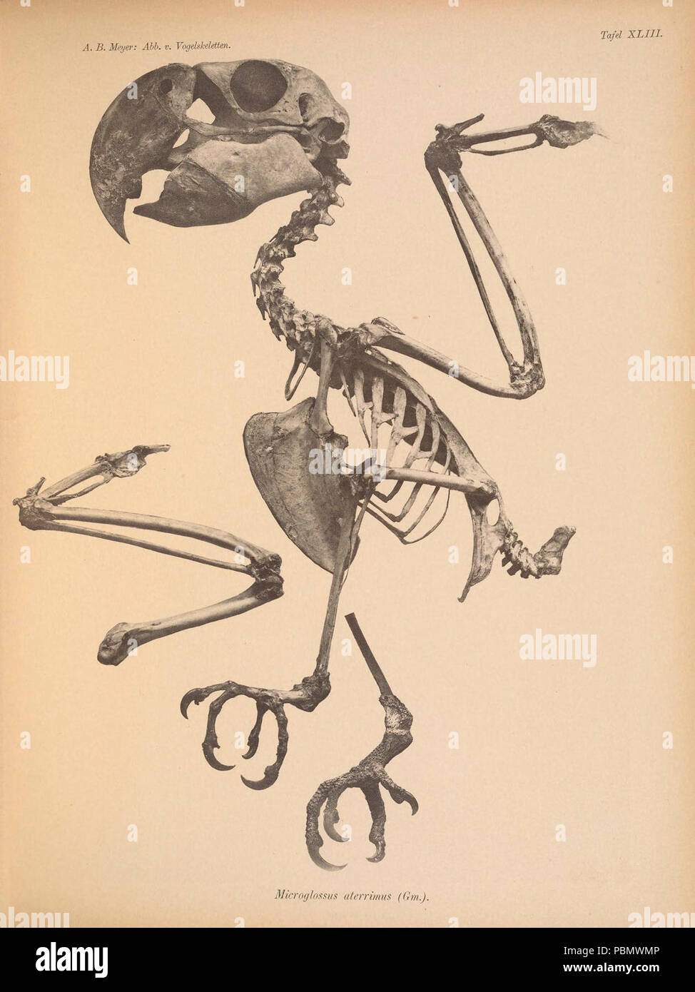 Abbildungen von Vogel-Skeletten, Berlin,[s.n.],1879-1897 Stock Photo ...