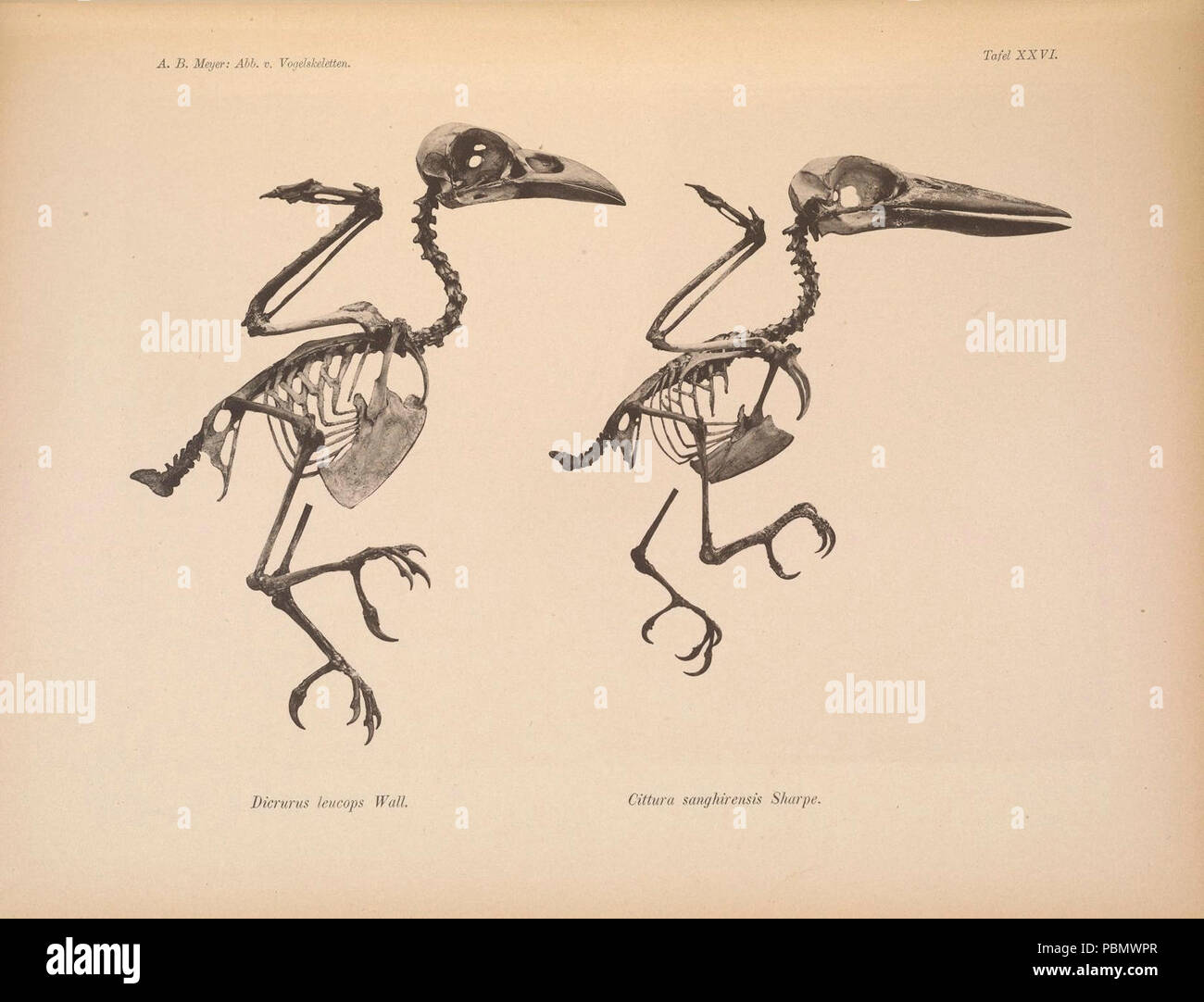 Abbildungen von Vogel-Skeletten (Tafel XXVI Stock Photo - Alamy