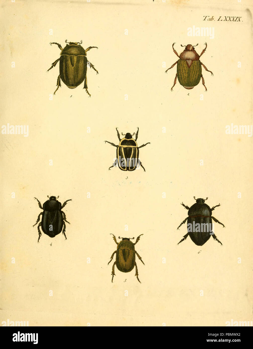 Abbildungen zu Karl Illiger's Uebersetzung von Olivier's Entomologie ...