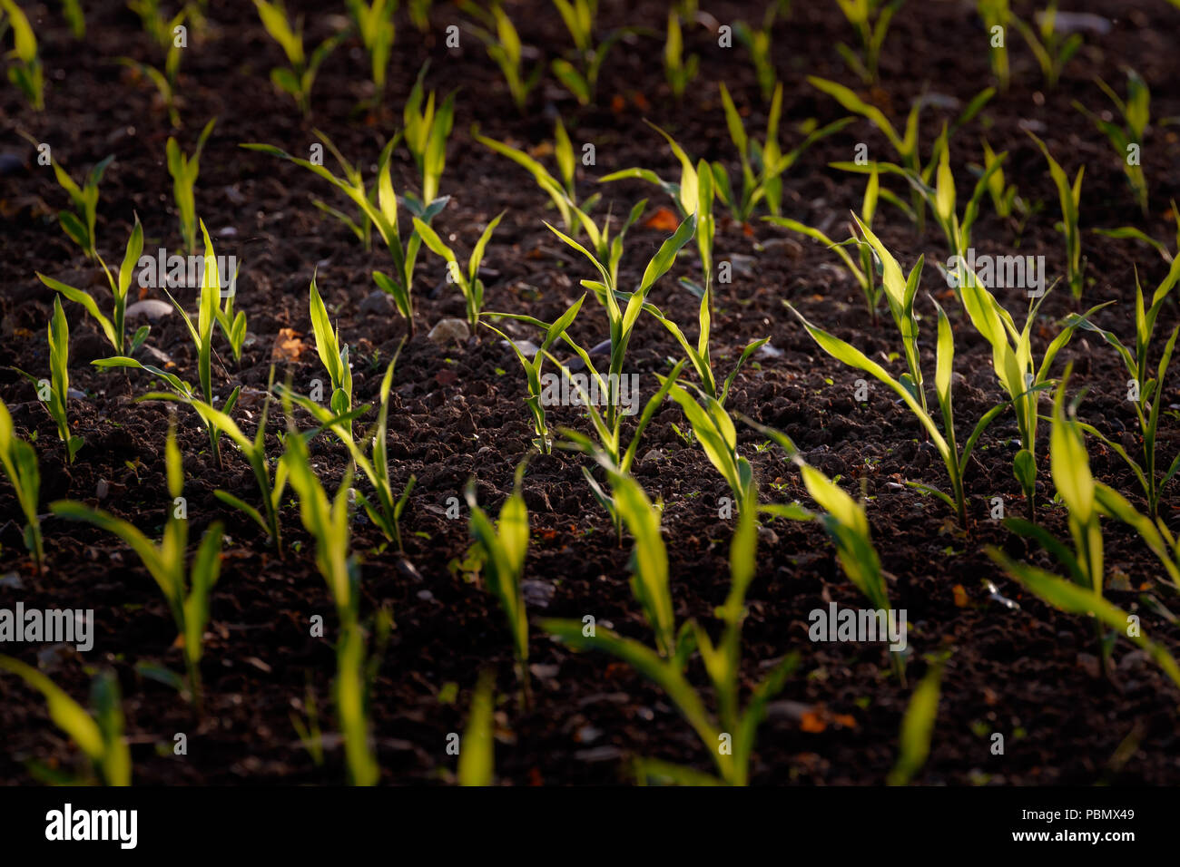 Newly sewn seeds show as small plants at the start of a new crop 2018 ...