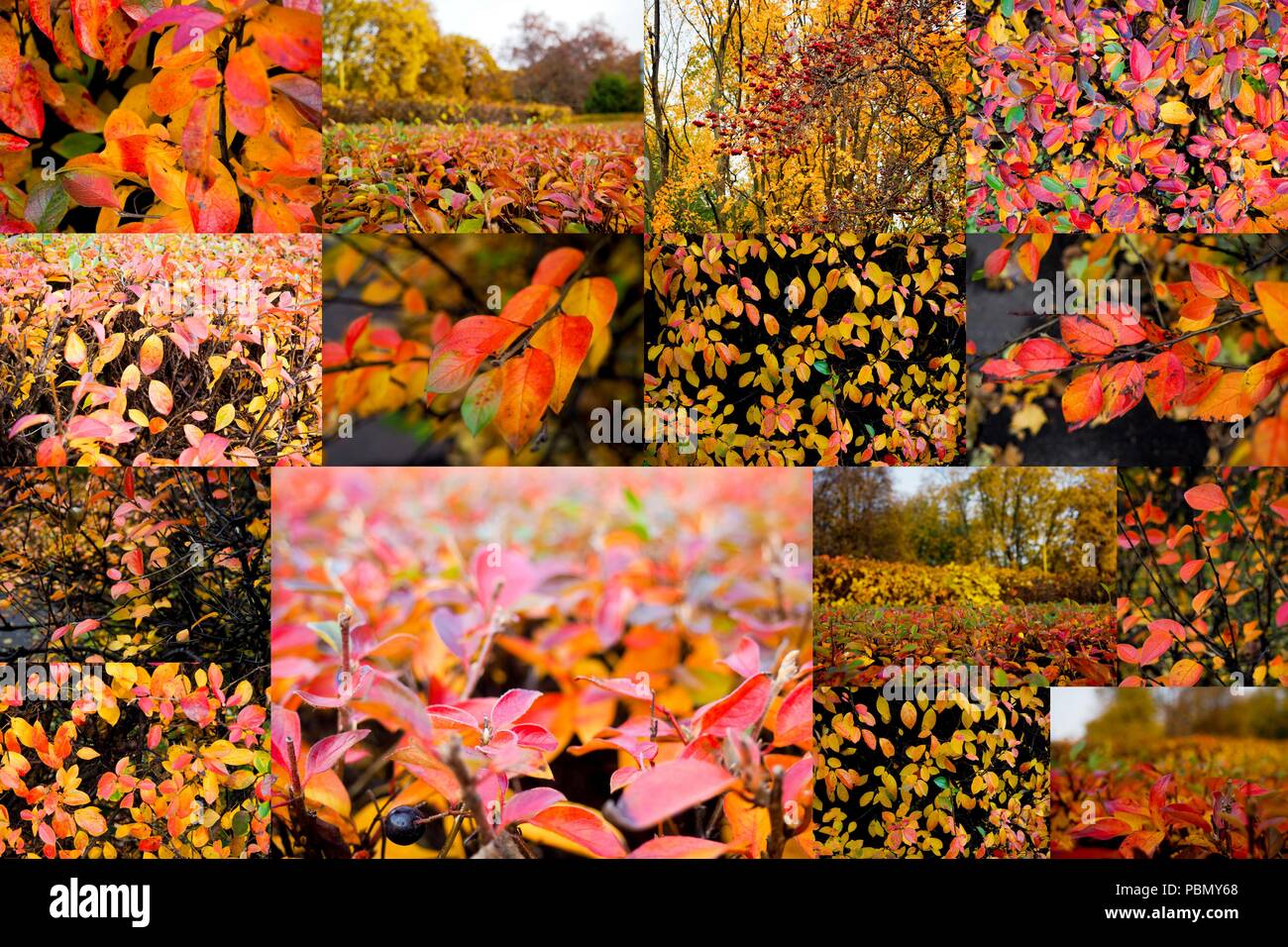 Autumn collage showing different autumn pictures, Colorful background ...