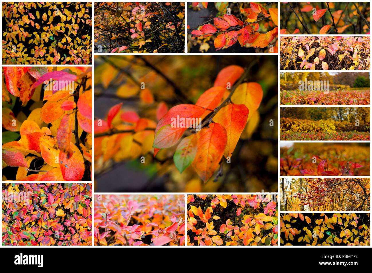 Autumn collage showing different autumn pictures, Colorful background ...