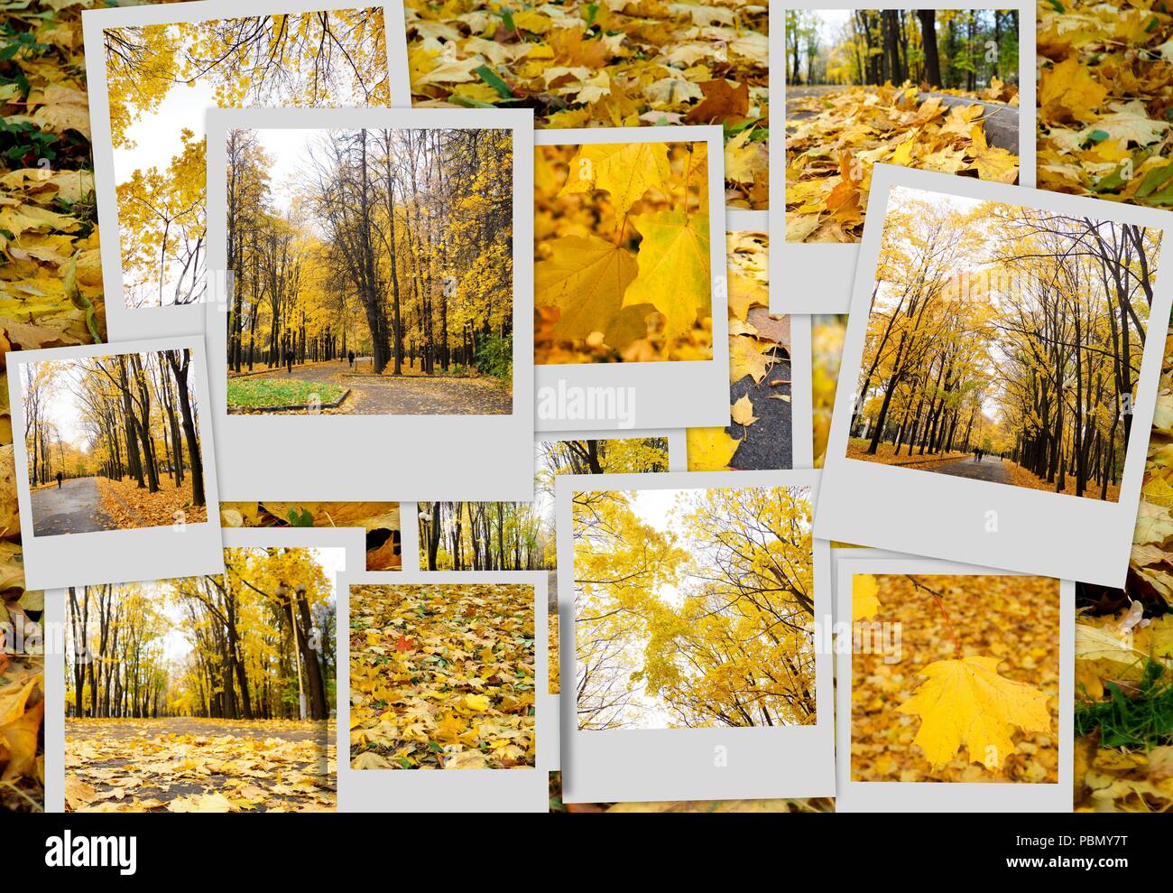 Autumn collage showing different autumn pictures, Colorful background ...