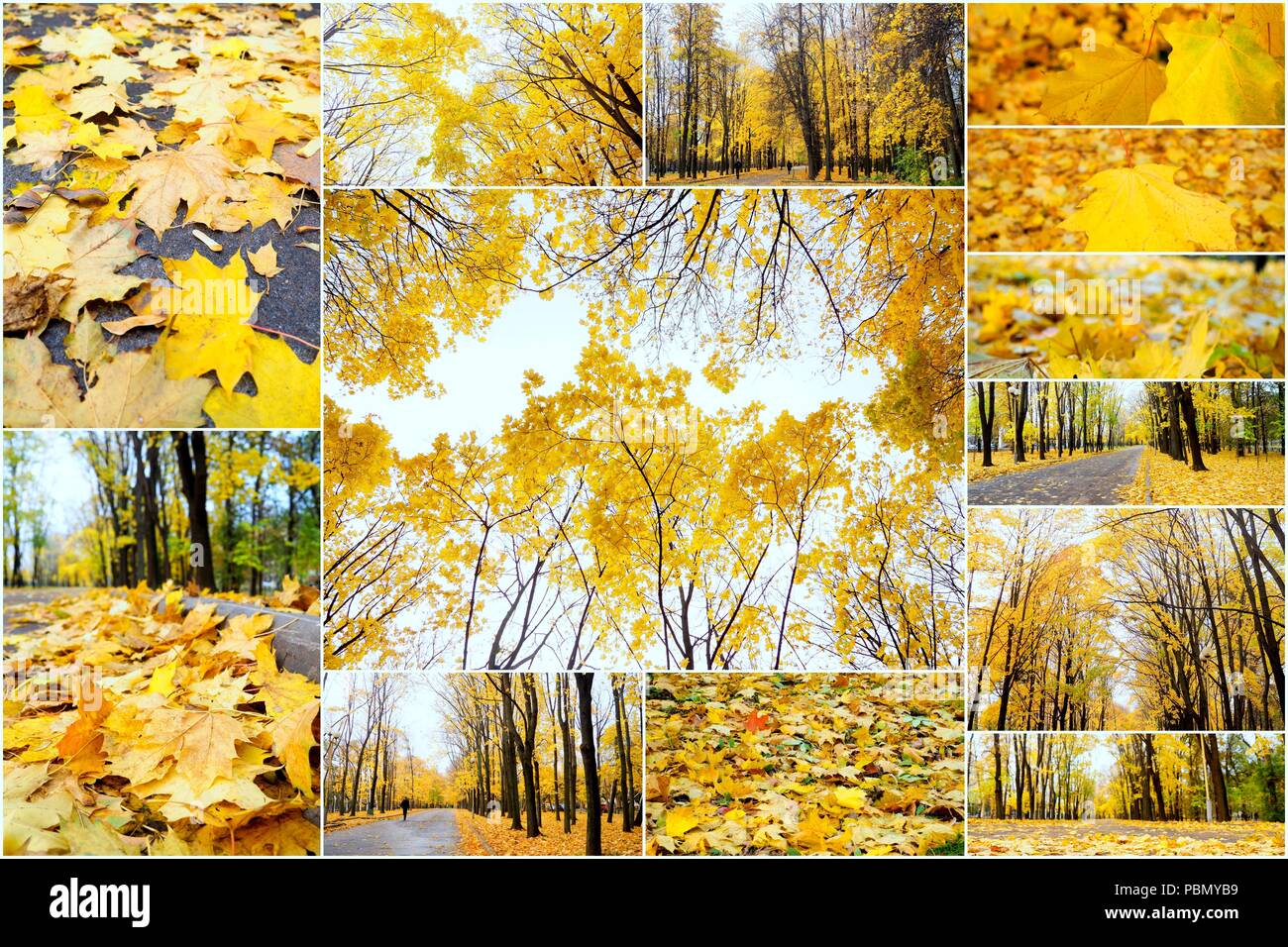 Autumn collage showing different autumn pictures, Colorful background ...