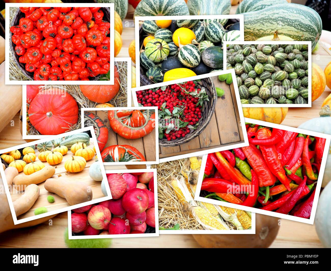 Colorful autumn collage, Collage of different pumpkins. Vegetarian food ...