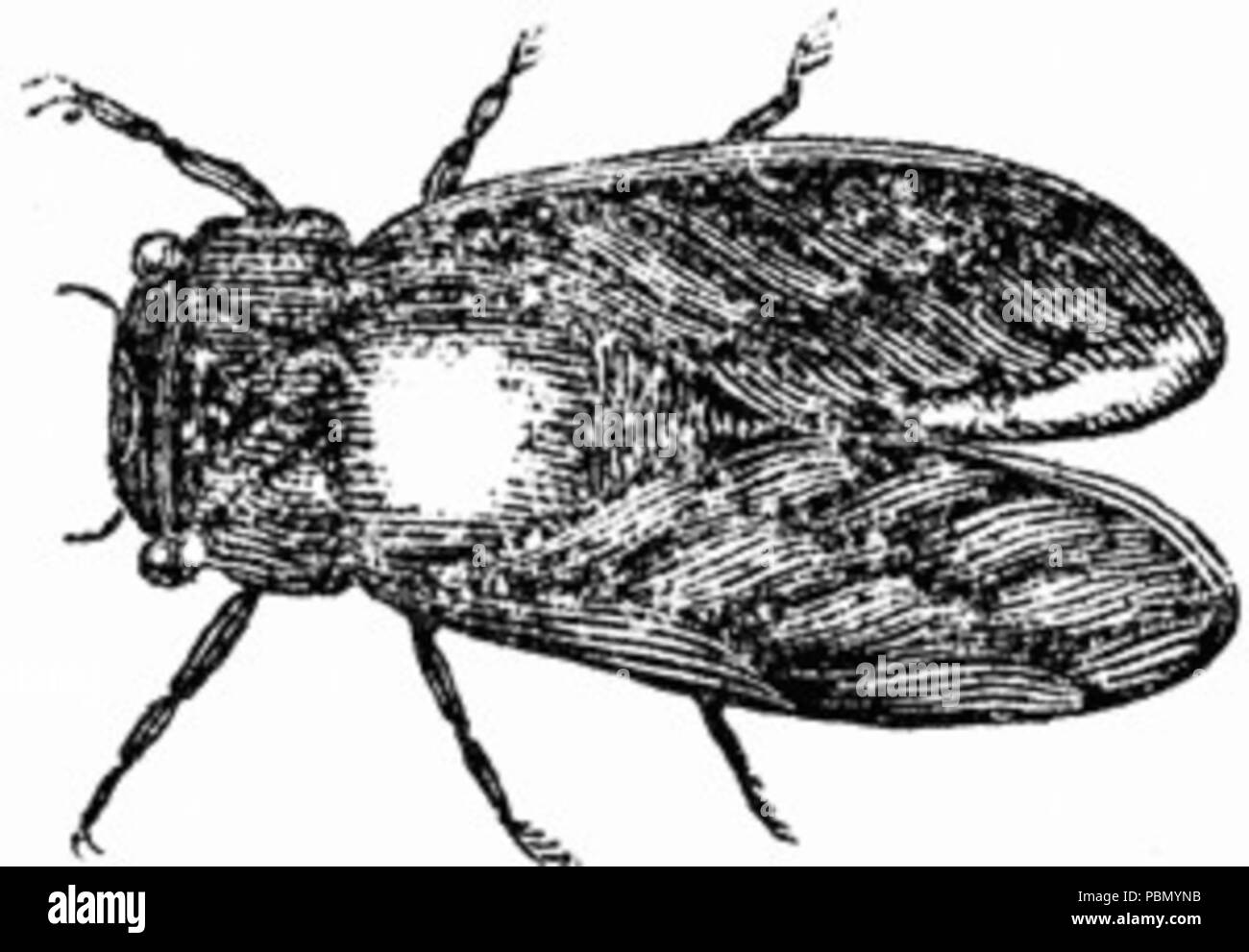 Detailed bug drawing hi-res stock photography and images - Alamy