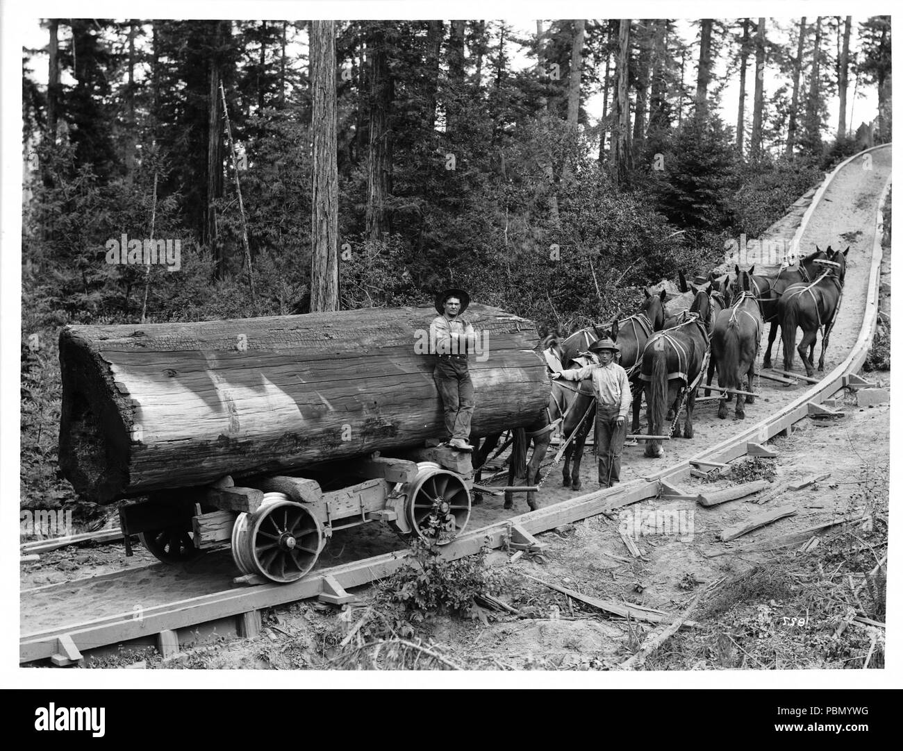 . English: Logging railway with a wagon being pulled by 8 horses, ca ...