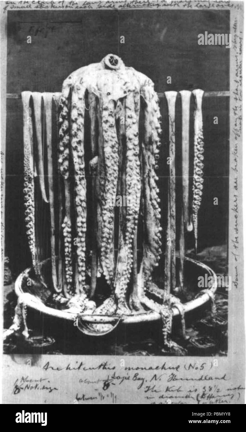 Squid species Black and White Stock Photos & Images - Alamy