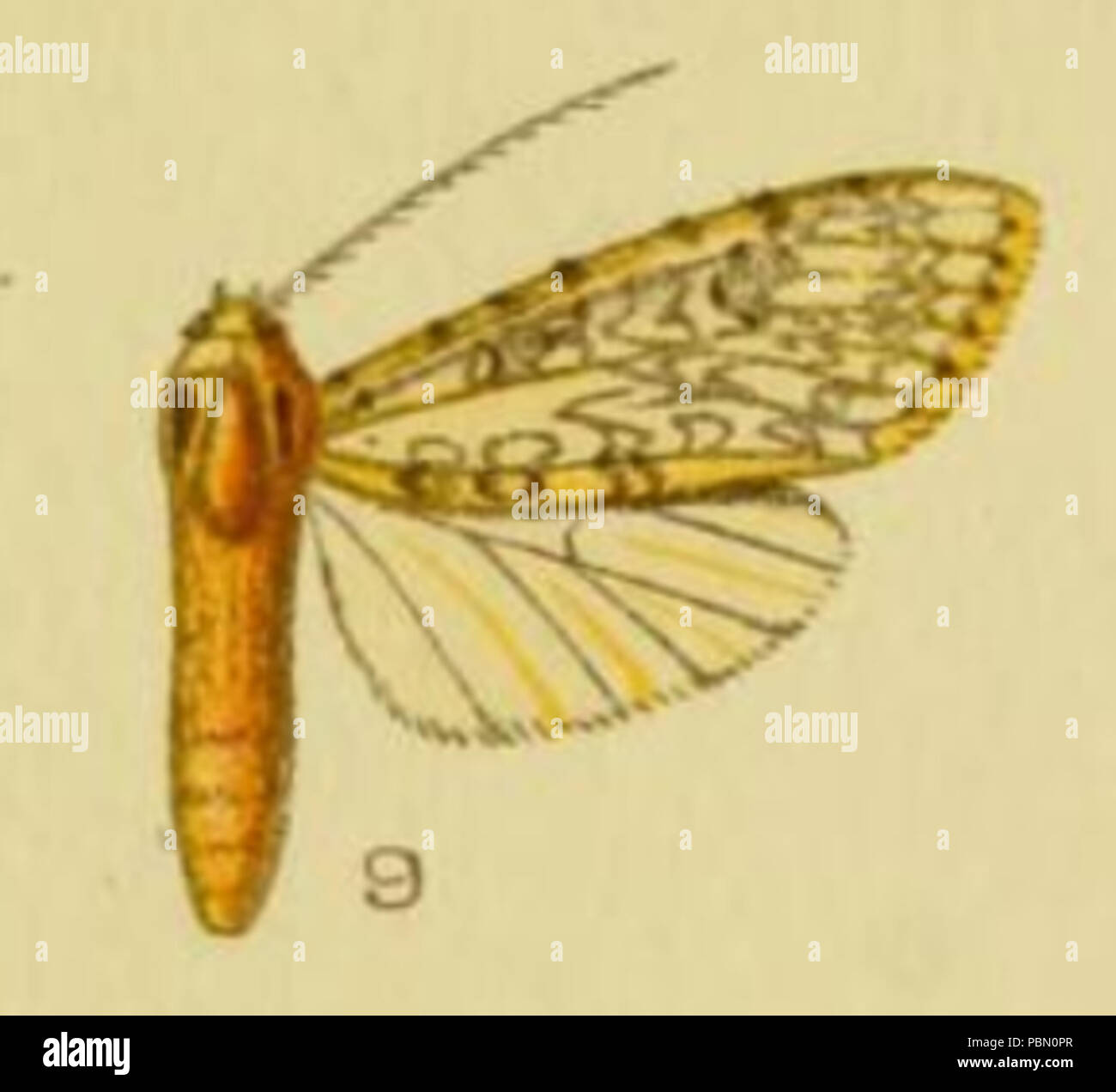 Lonomia genus hi-res stock photography and images - Alamy