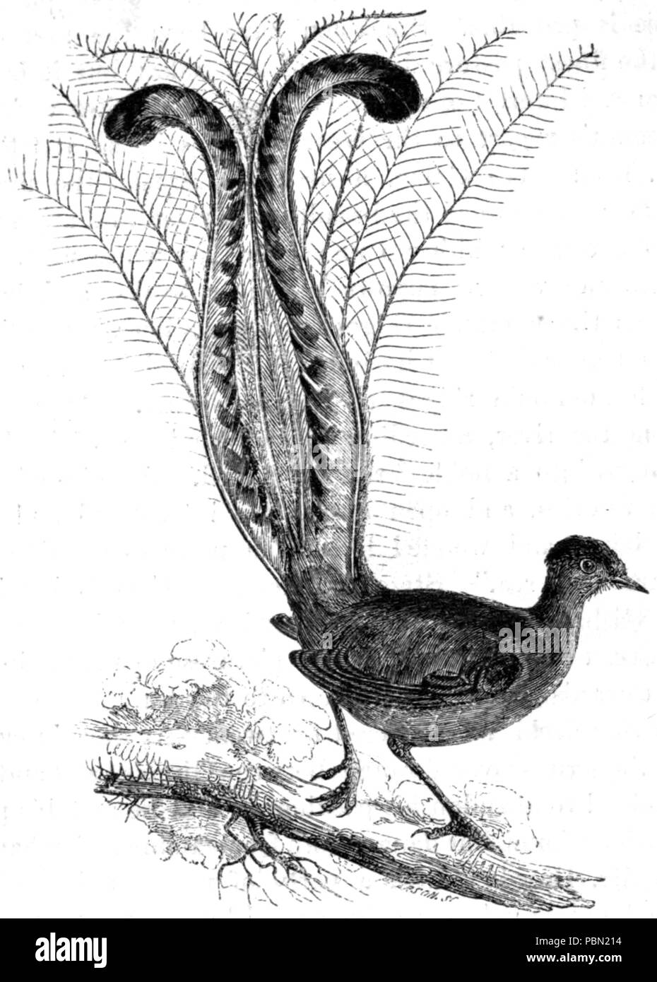 Lyre bird hi-res stock photography and images - Alamy