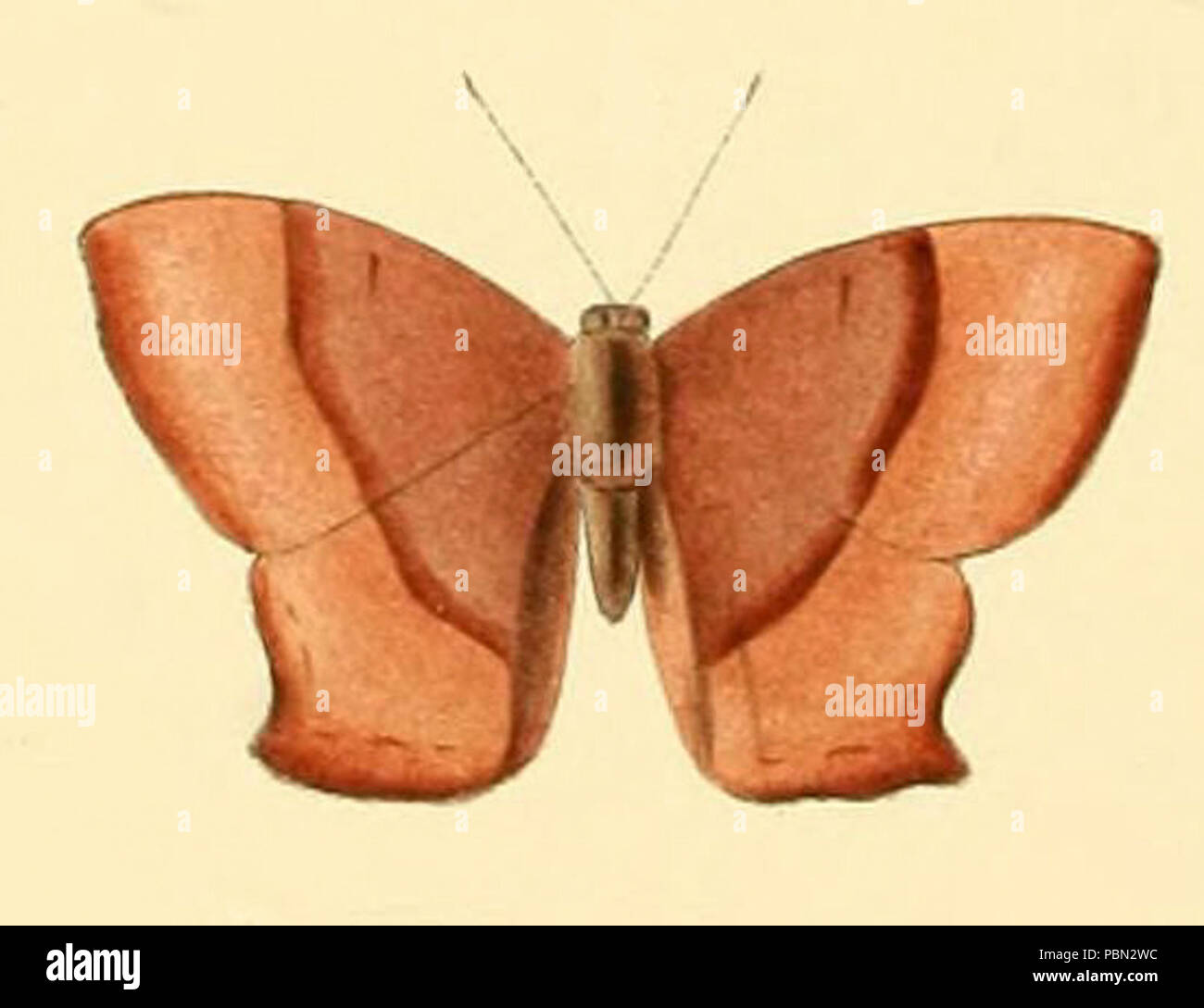 Abisara hi-res stock photography and images - Alamy