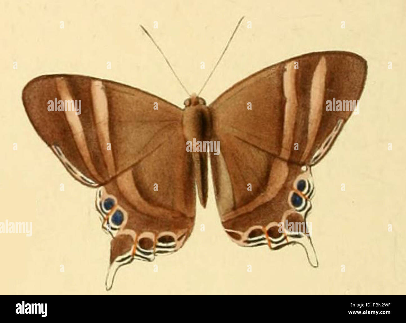 Abisara hi-res stock photography and images - Alamy