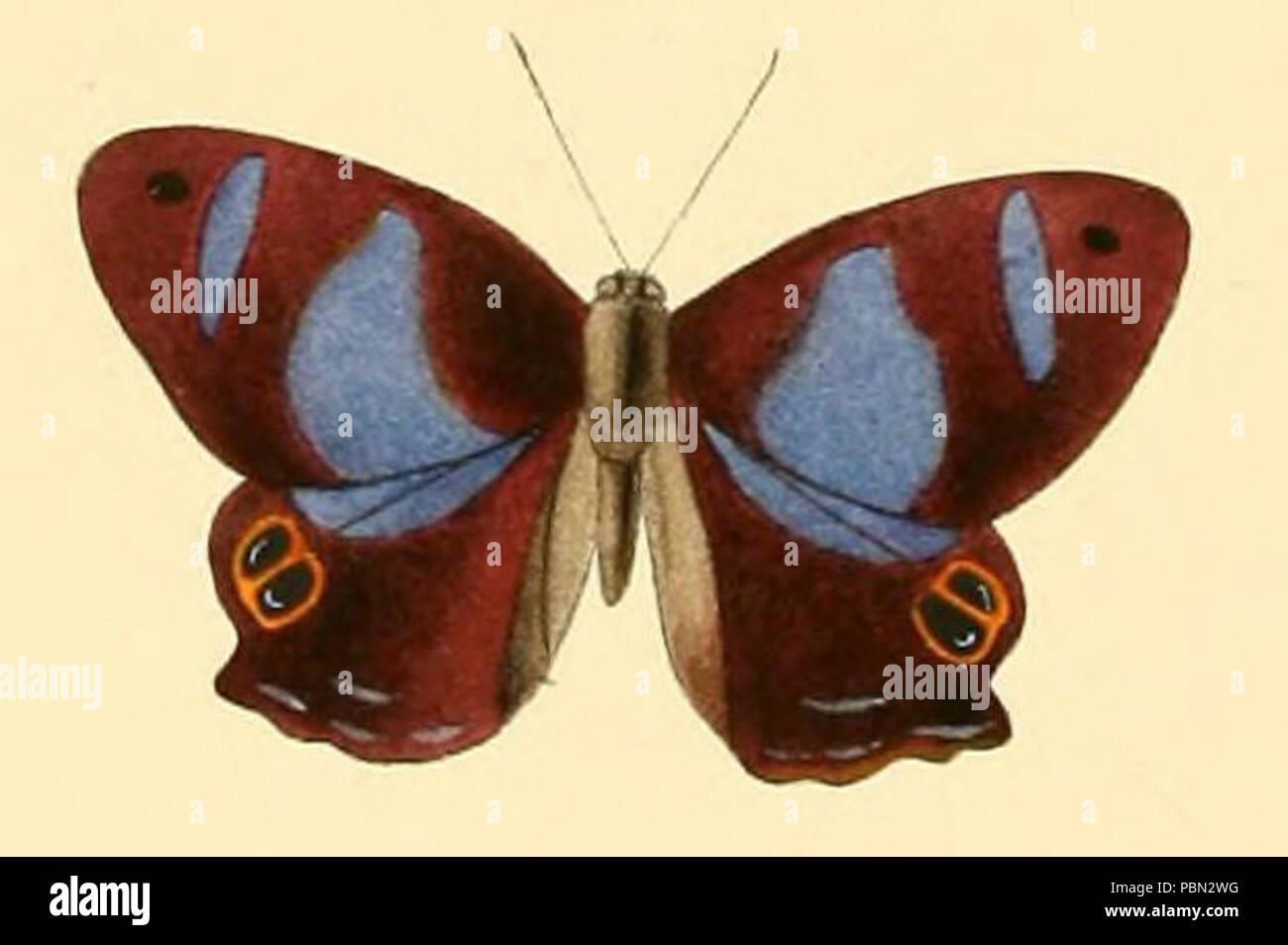 Abisara hi-res stock photography and images - Alamy