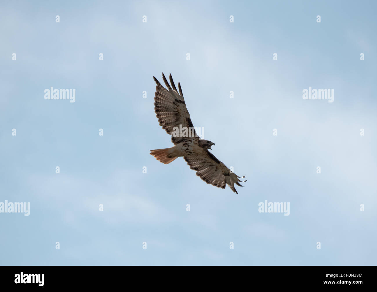 Hawk Wings Spread Perched High Resolution Stock Photography and Images ...