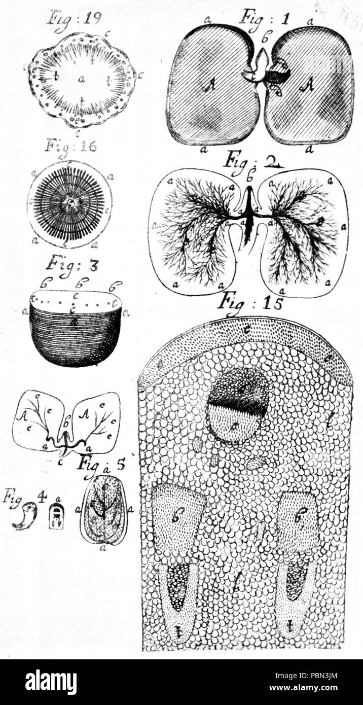 Botanical anatomy Black and White Stock Photos & Images - Alamy
