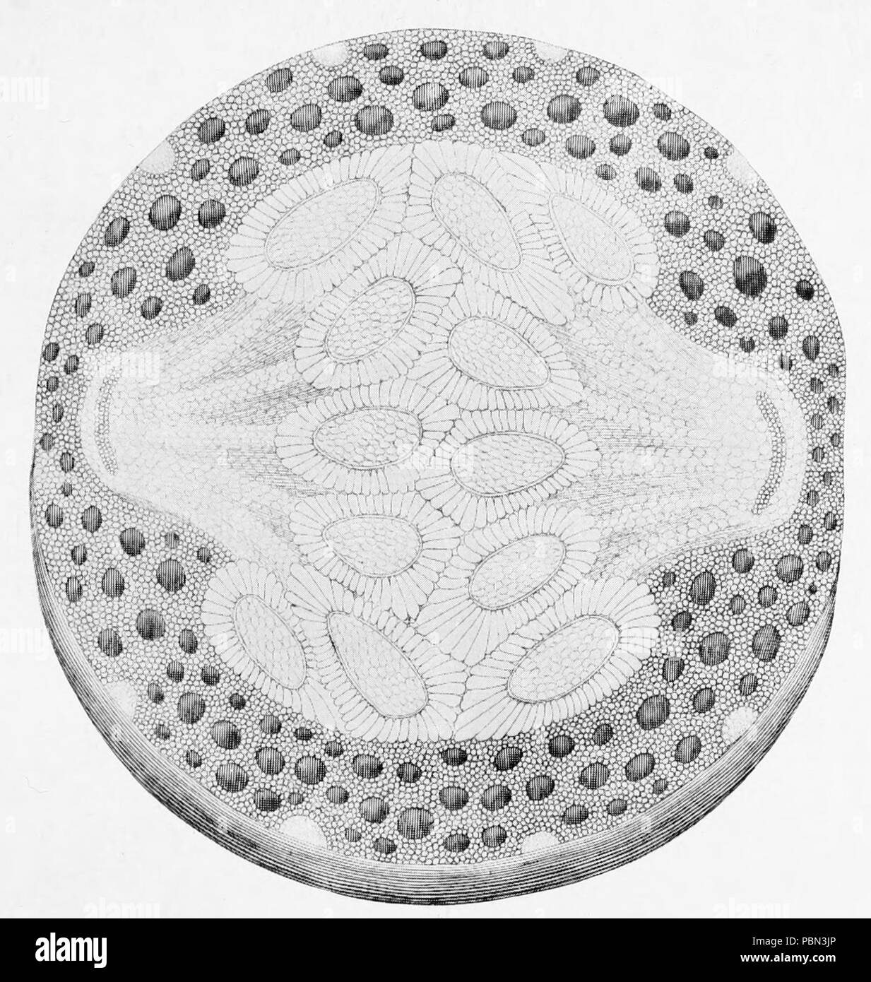 Botany books Black and White Stock Photos & Images - Alamy