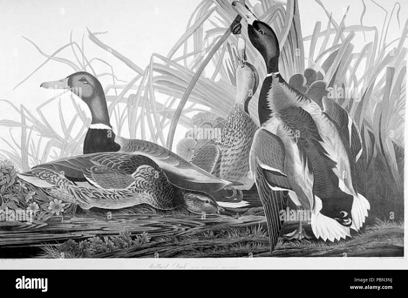 Mallard Duck Pencil Drawing