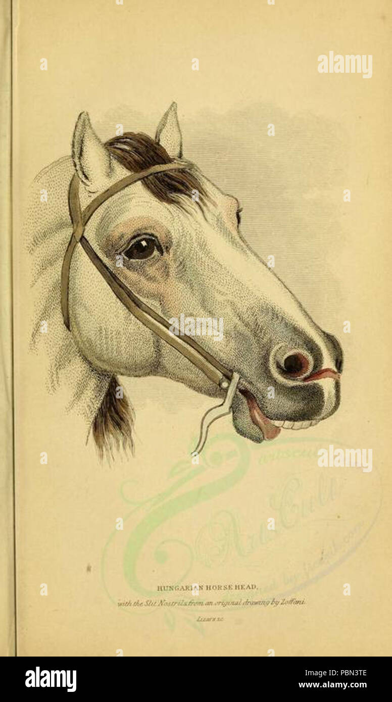 Hungarian horse breed hi-res stock photography and images - Alamy