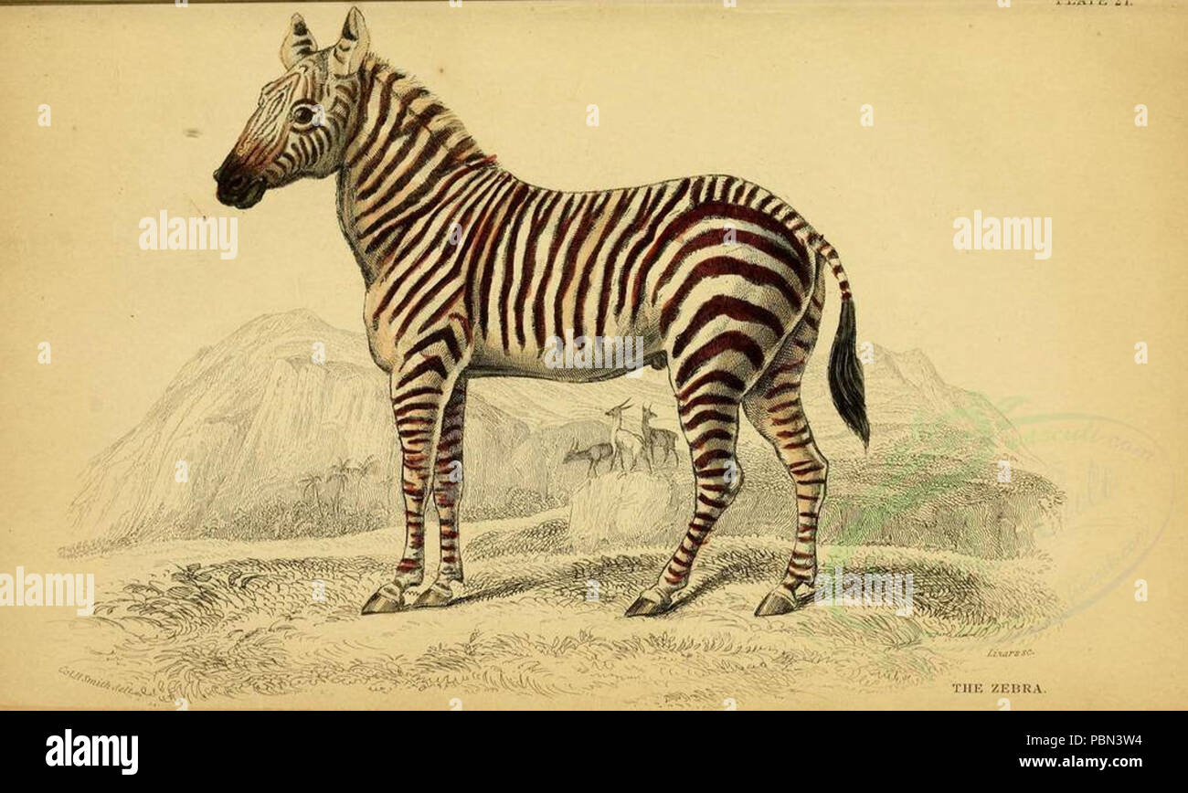 Mammal coat pattern hi-res stock photography and images - Alamy