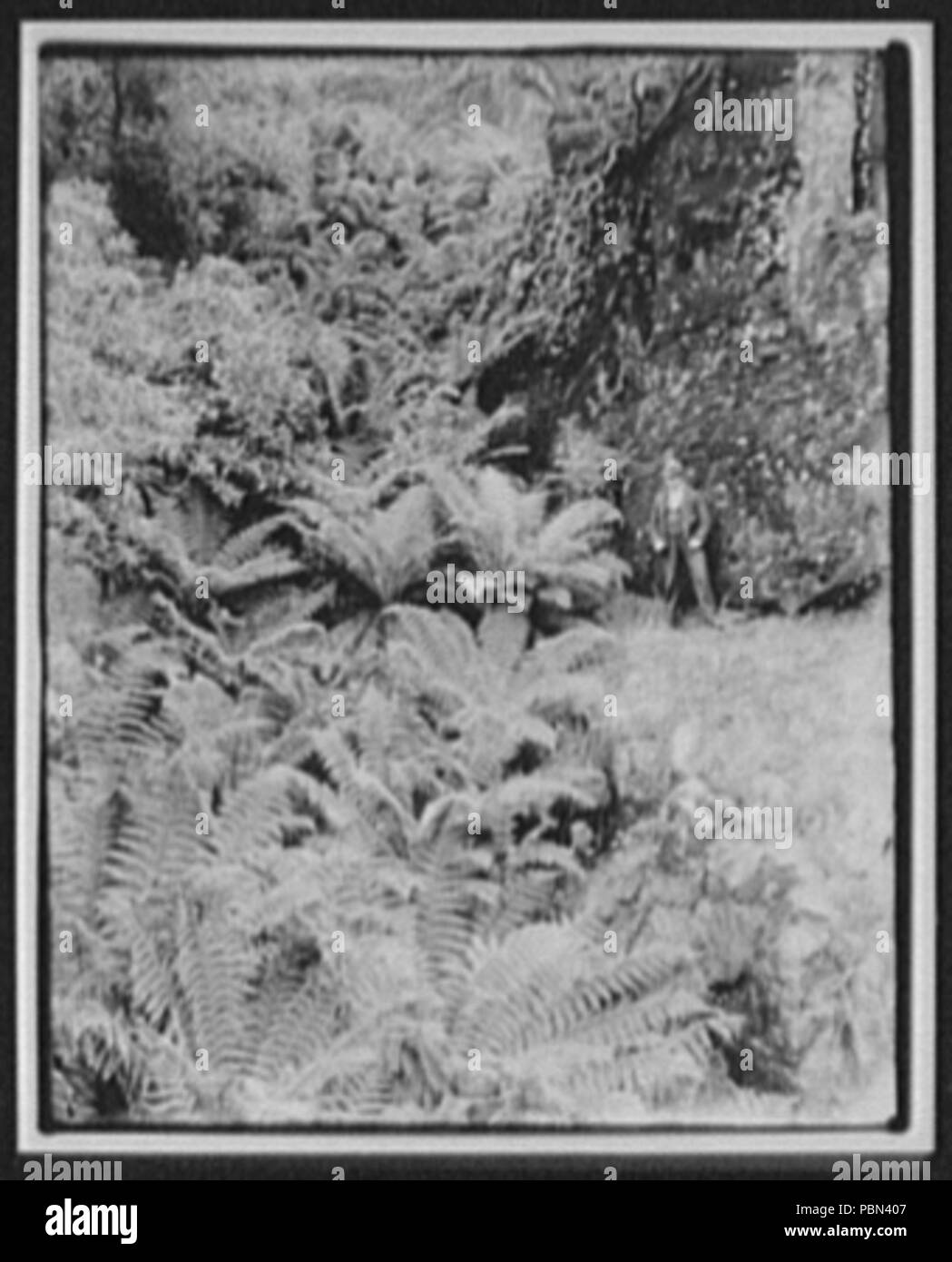 Man forest ferns Black and White Stock Photos & Images - Alamy