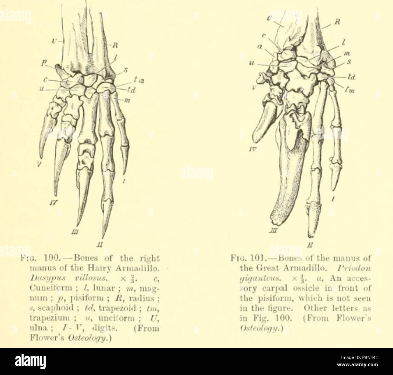 Armadilli hi-res stock photography and images - Alamy