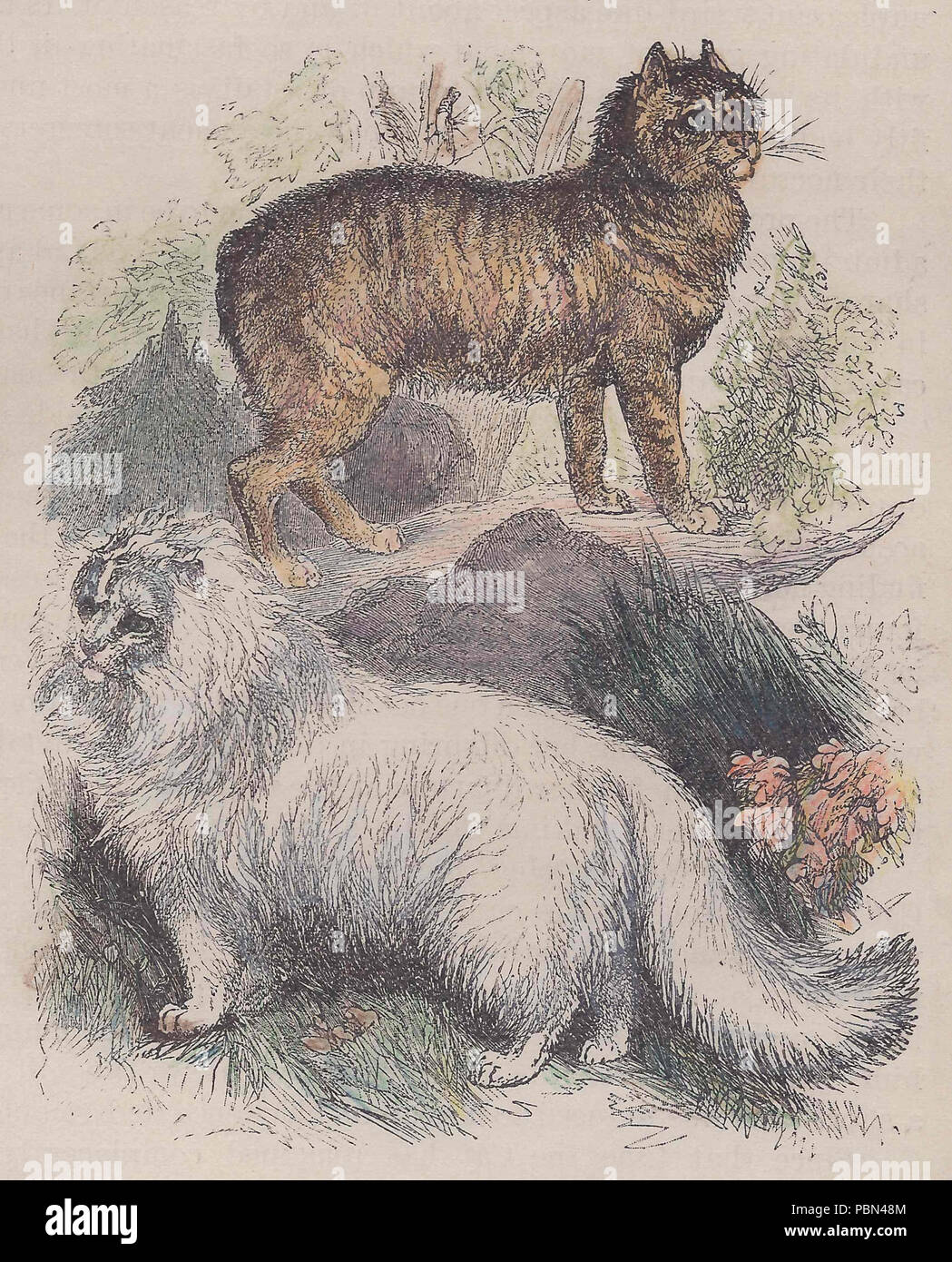 Manx cats hi-res stock photography and images - Alamy