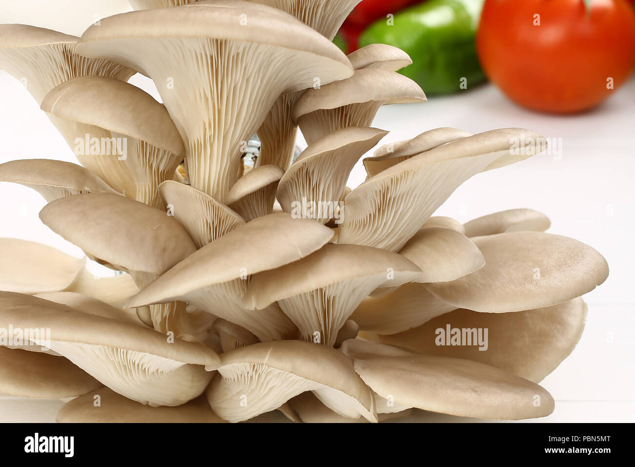 Oyster Mushroom (Pleurotus ostreatus Stock Photo - Alamy