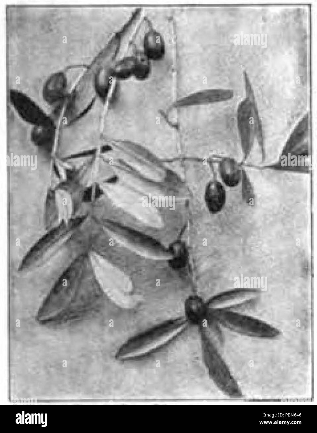 Olive visual Black and White Stock Photos & Images - Alamy